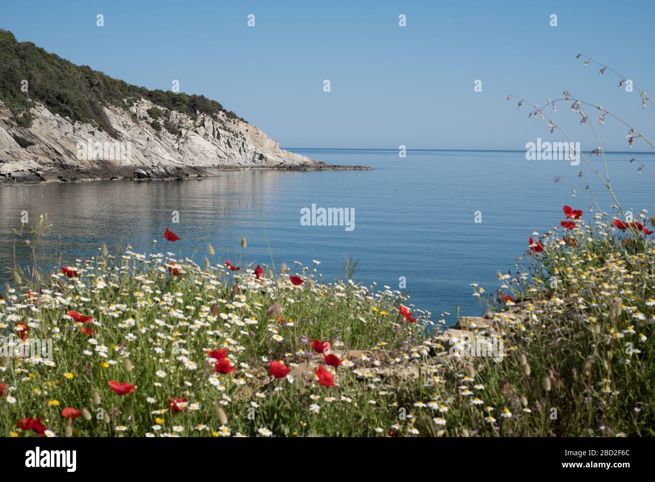 Greek wild flowers hi-res stock photography and images - Alamy