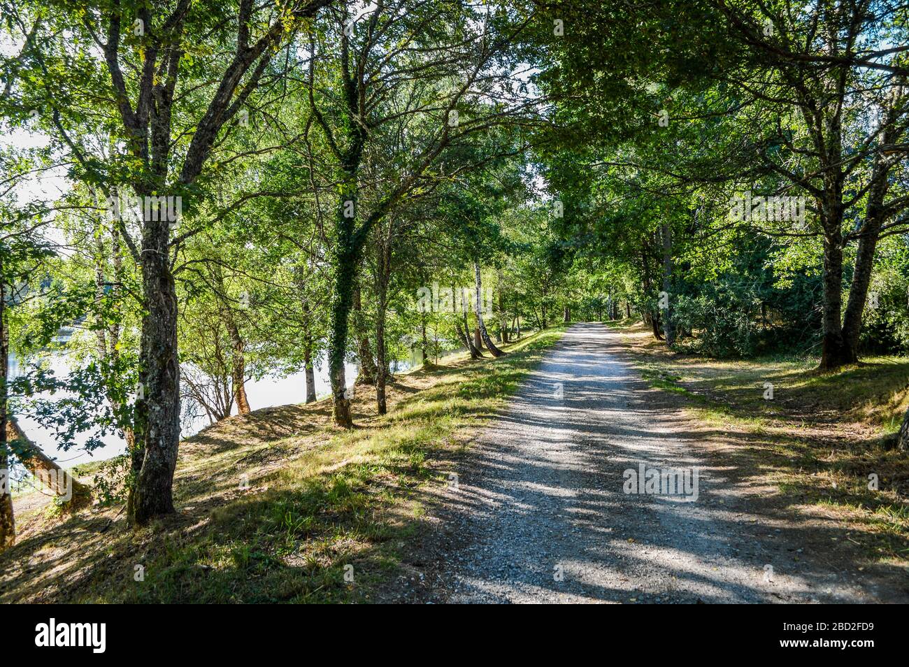 Walk path under the trees in a sunny summer day with shadows and lights ...