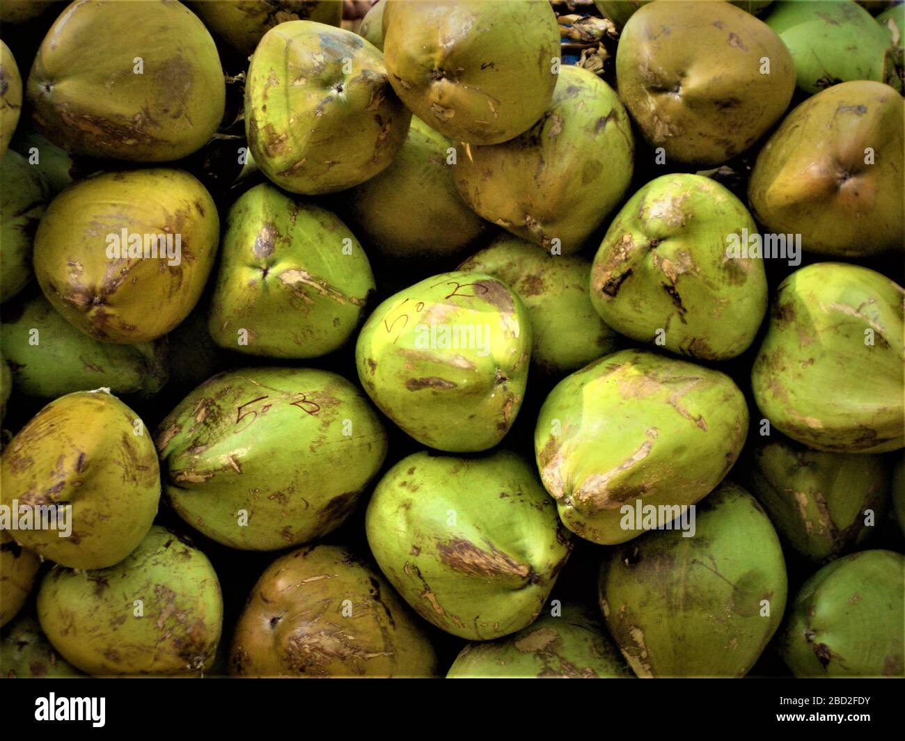 Awesome greenish brown bunch of raw coconut filled with sweet healthy ...