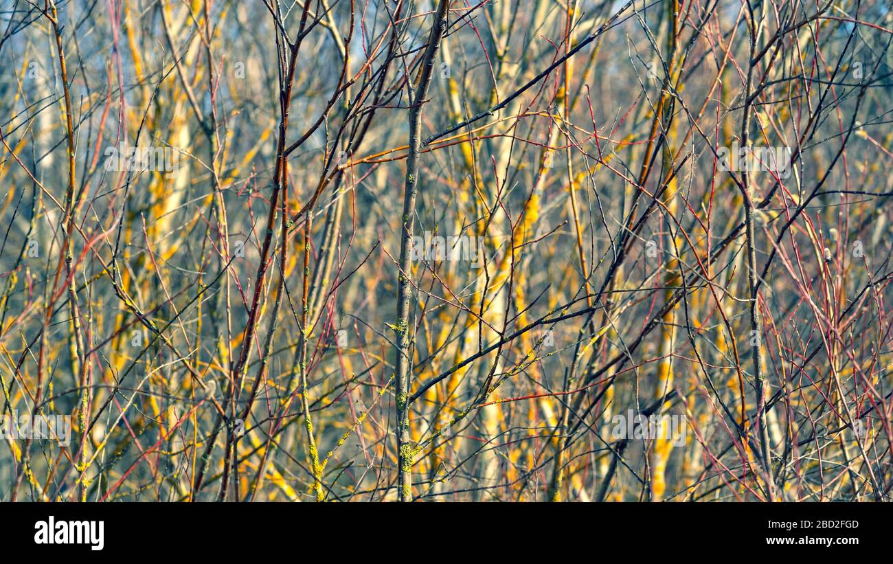 Willow rods hi-res stock photography and images - Alamy