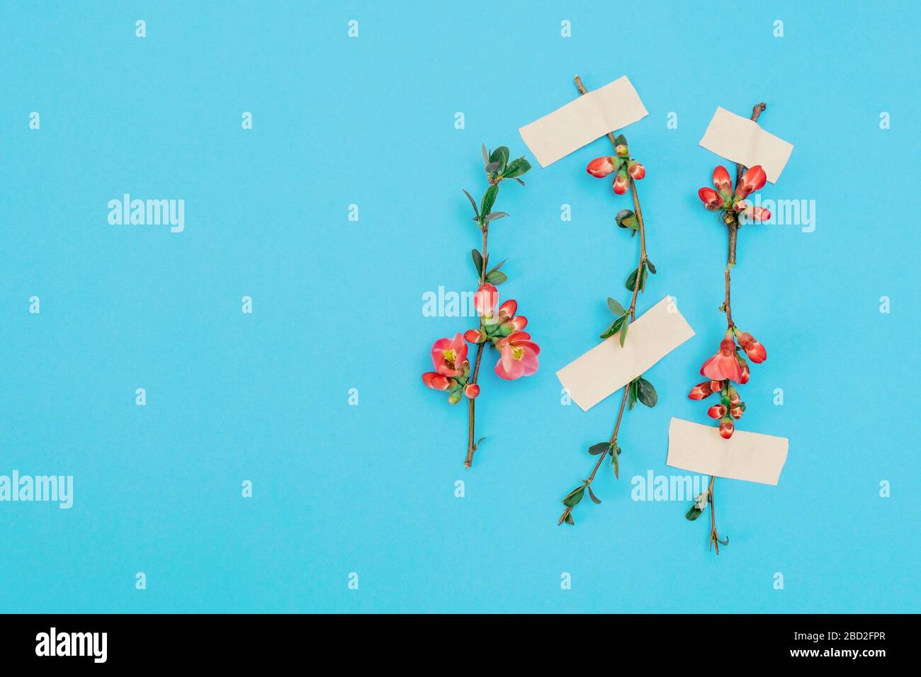 Spring pink flowers with adhesive patch on the blue background. Concept ...