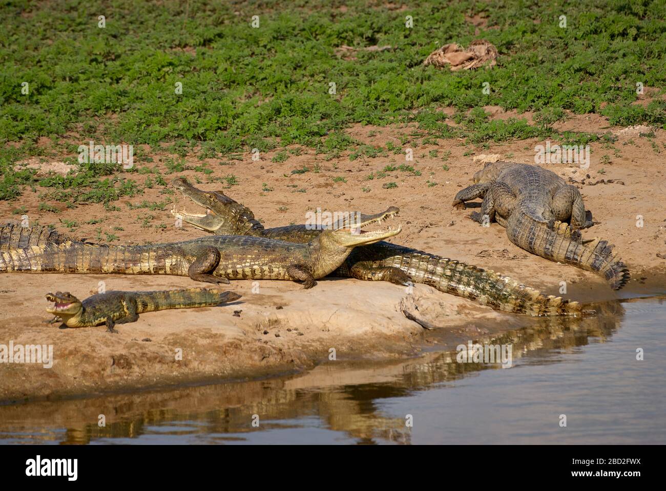 group of Common caimans lying in the sun, Caiman crocodilus, LLANOS ...