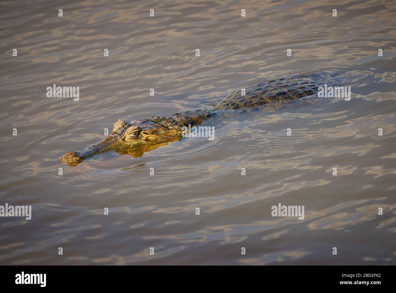 swimming Common caiman, Caiman crocodilus, LLANOS, Venezuela, South ...