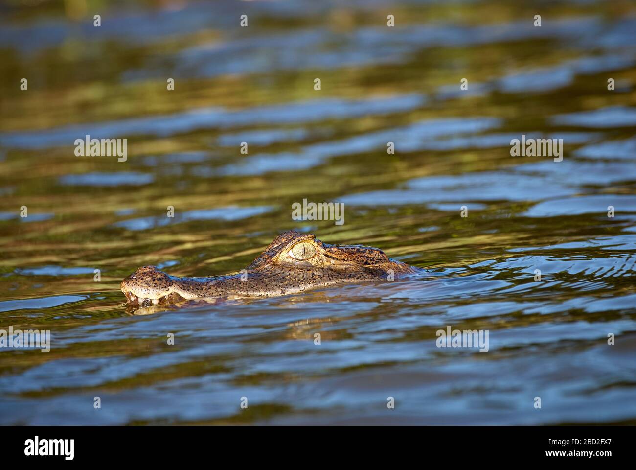 swimming Common caiman, Caiman crocodilus, LLANOS, Venezuela, South ...