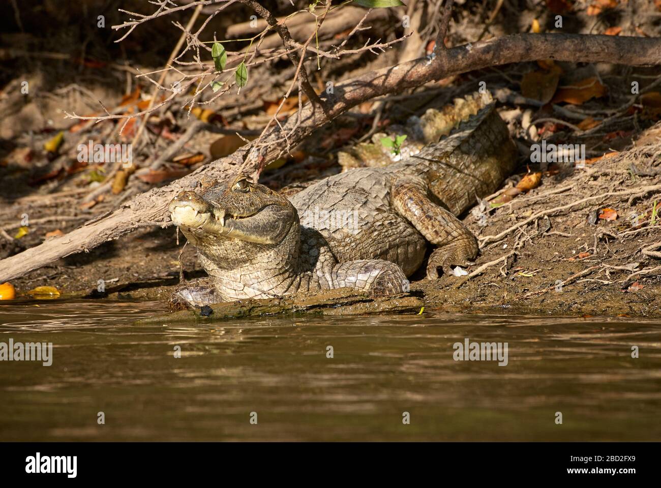 Common caiman lying in the sun, Caiman crocodilus, LLANOS, Venezuela ...