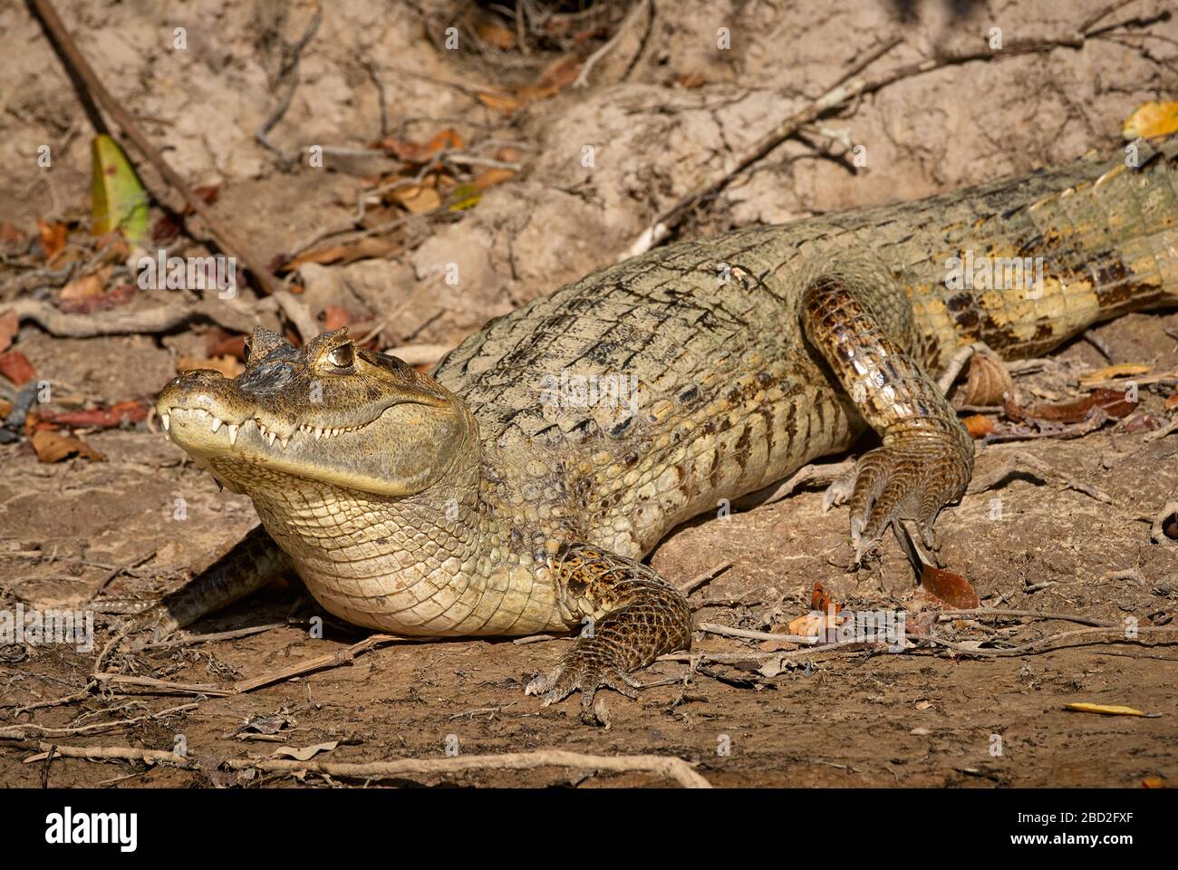 Common caiman lying in the sun, Caiman crocodilus, LLANOS, Venezuela ...
