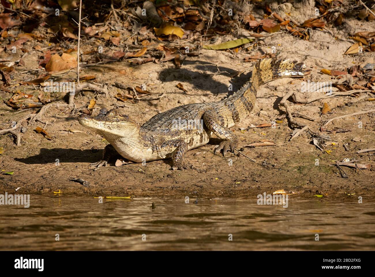 Common caiman lying in the sun, Caiman crocodilus, LLANOS, Venezuela ...