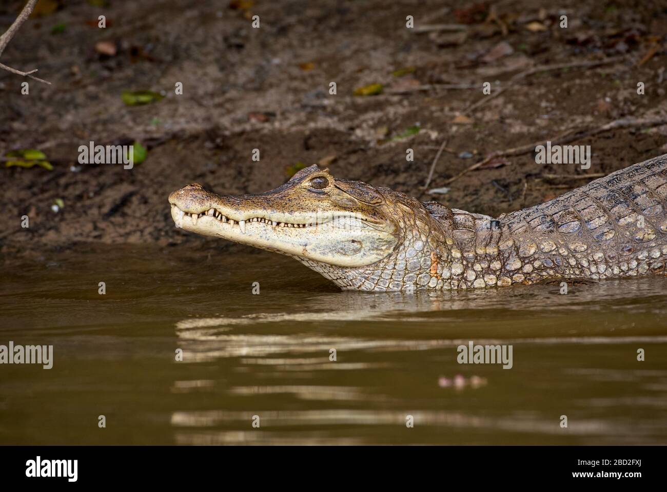 Common caiman, Caiman crocodilus, LLANOS, Venezuela, South America ...