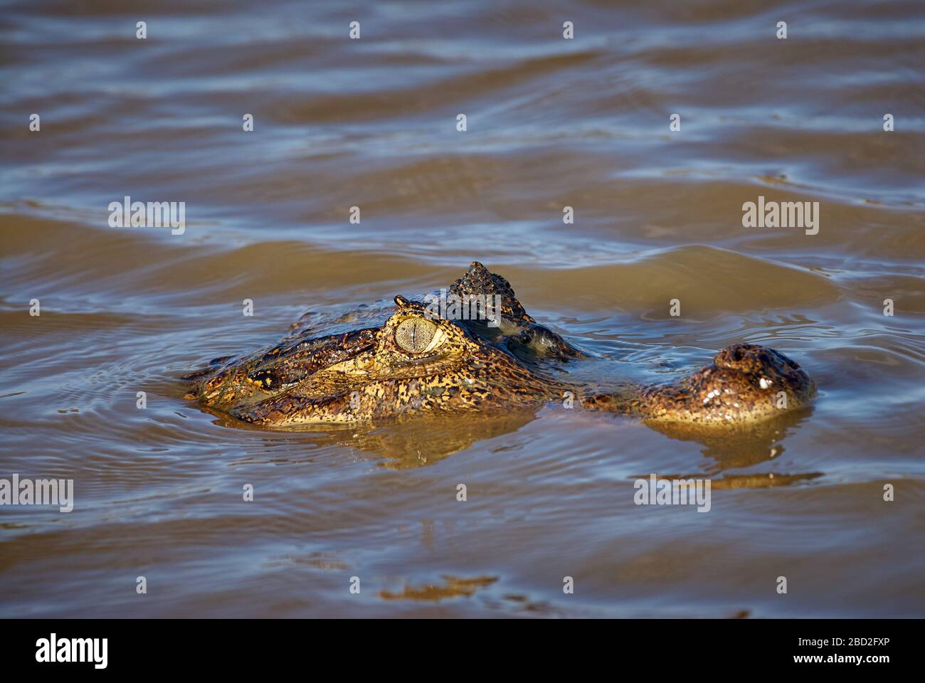 swimming Common caiman, Caiman crocodilus, LLANOS, Venezuela, South ...