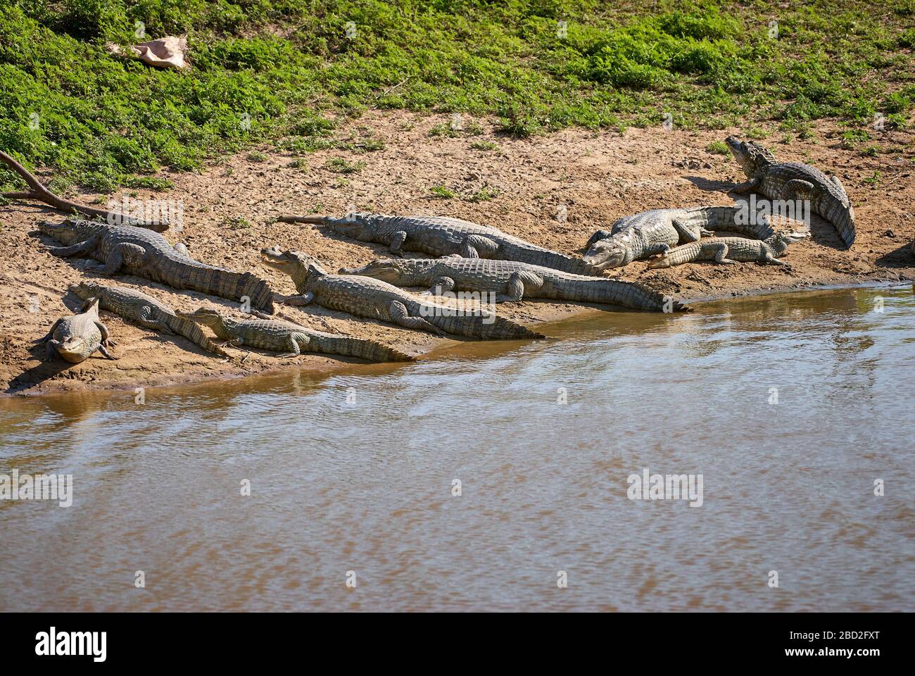 group of Common caimans lying in the sun, Caiman crocodilus, LLANOS ...