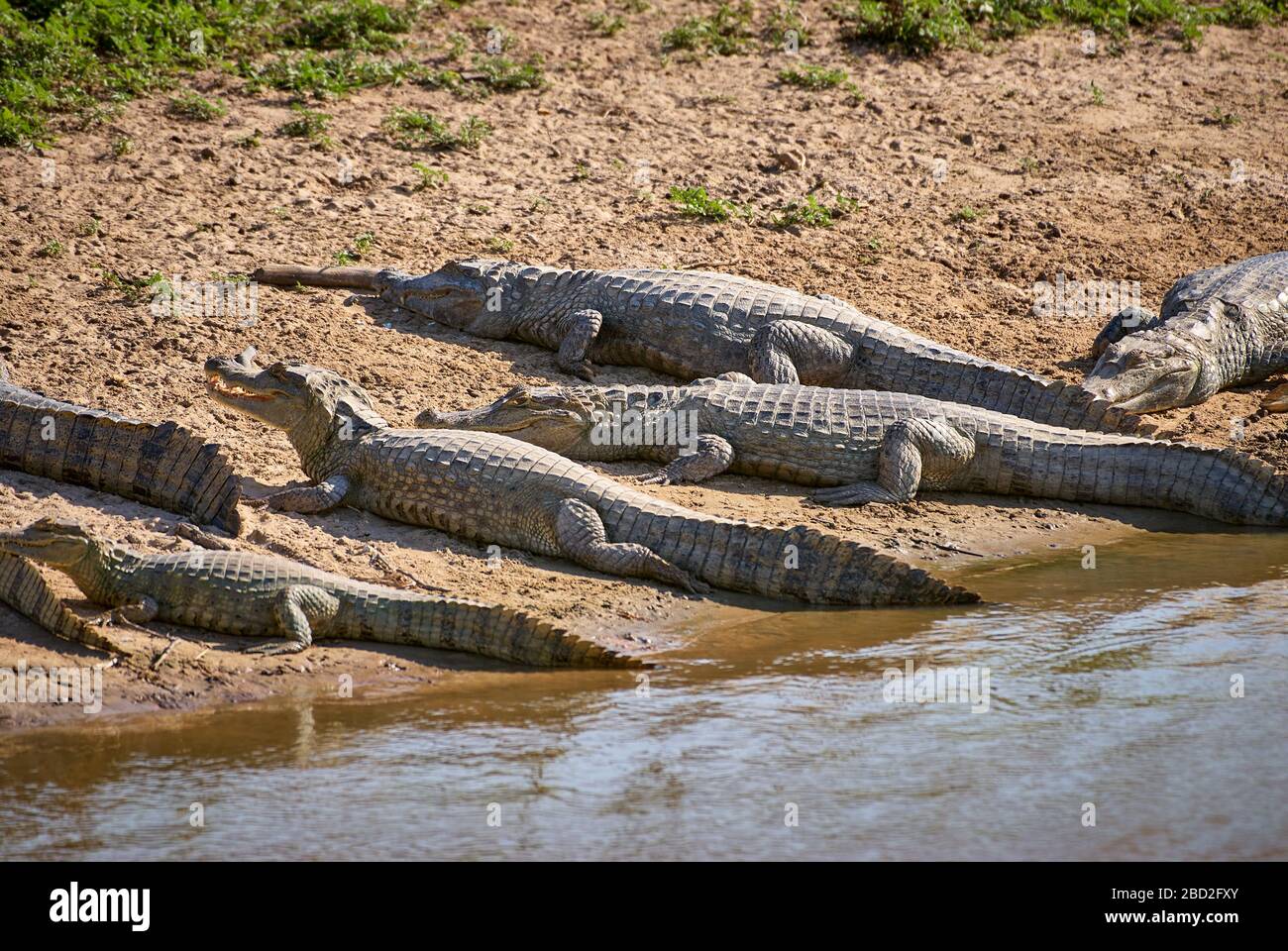 group of Common caimans lying in the sun, Caiman crocodilus, LLANOS ...