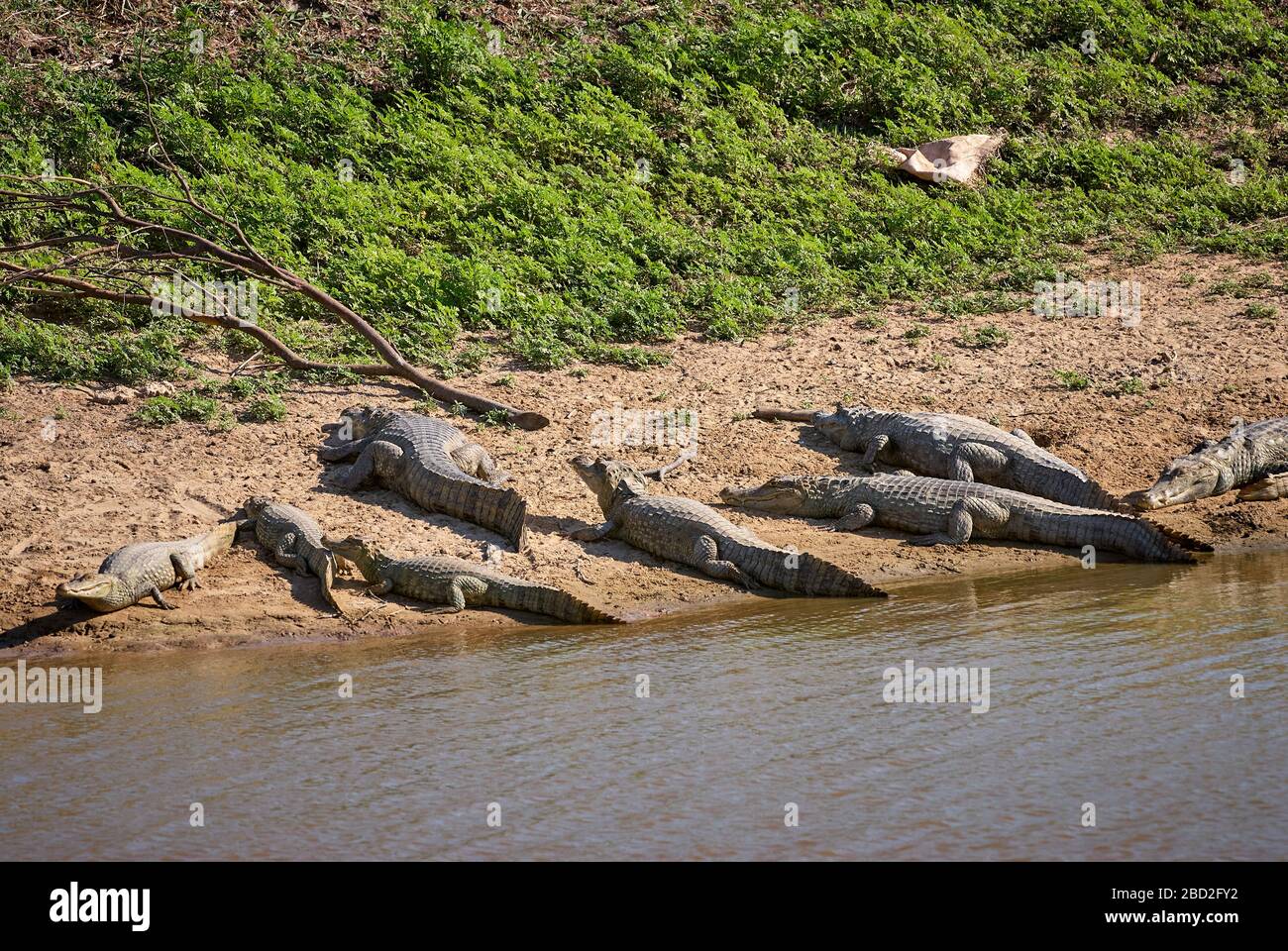 group of Common caimans lying in the sun, Caiman crocodilus, LLANOS ...
