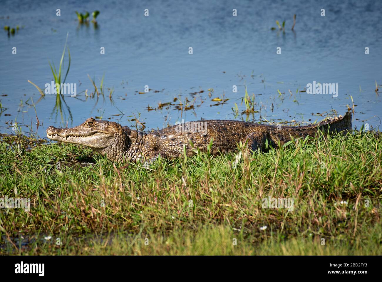 Common caiman lying in the sun, Caiman crocodilus, LLANOS, Venezuela ...