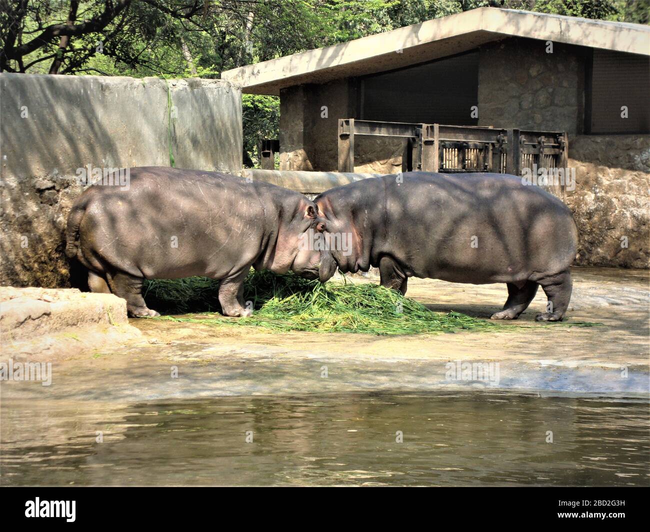 Pair of giant hippopotamus fighting for grass, India Stock Photo - Alamy