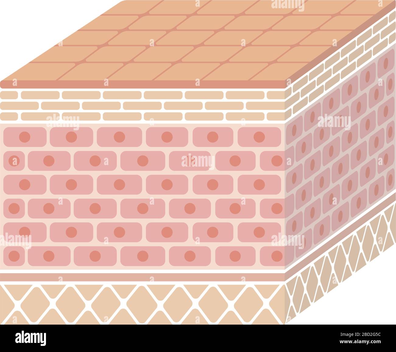 Layer of human skin illustration Stock Vector Image & Art - Alamy Layer of human skin illustration Stock Vector Image & Art - Alamy