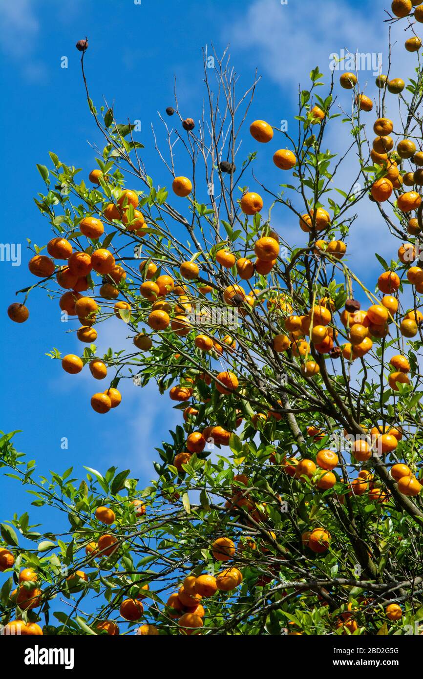 Florida oranges hi-res stock photography and images - Alamy