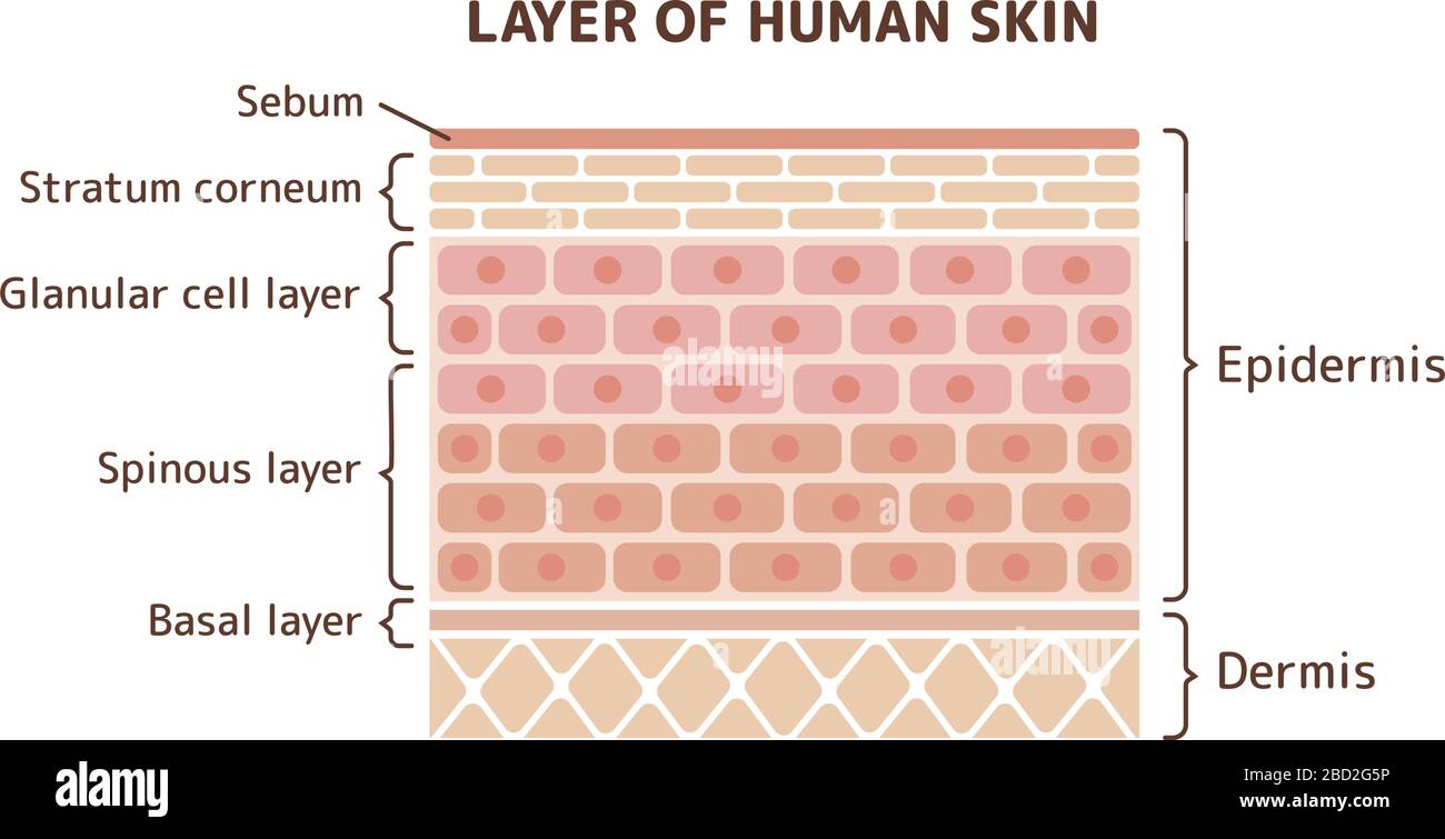 Human Skin Cross Section High Resolution Stock Photography and Images ...