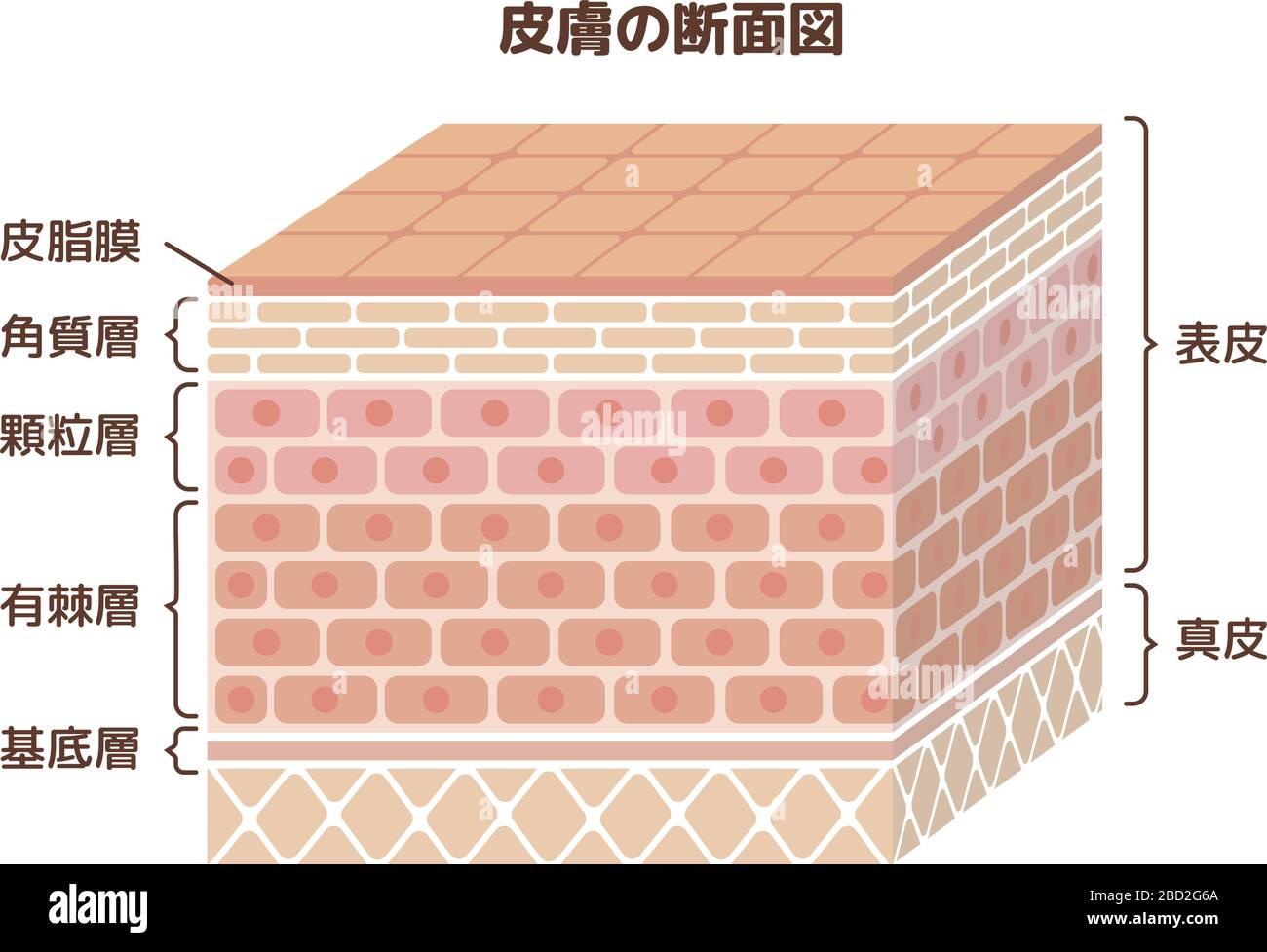 Layer of human skin illustration Stock Vector Image & Art - Alamy Layer of human skin illustration Stock Vector Image & Art - Alamy