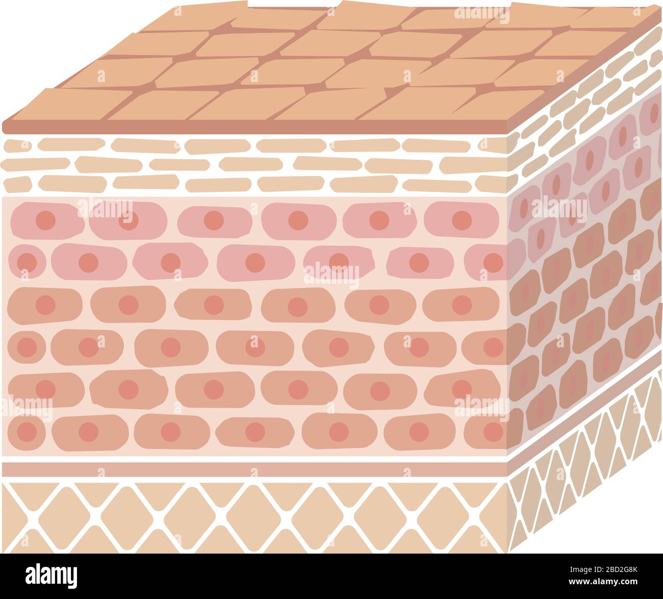 Layer of damaged skin illustration Stock Vector Image & Art - Alamy