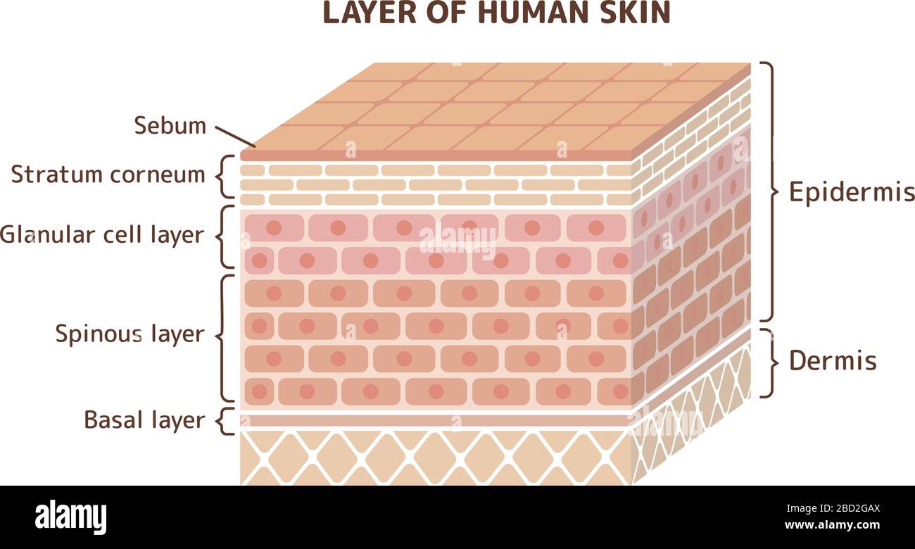 Human skin structure hi-res stock photography and images - Alamy