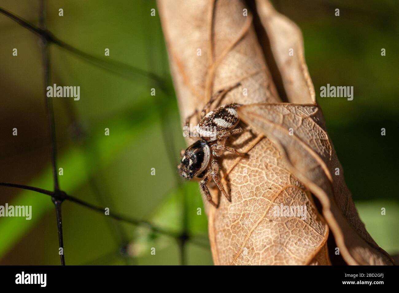 Zebra back spider (Salticus scenicus) on fallen leaf in a British ...