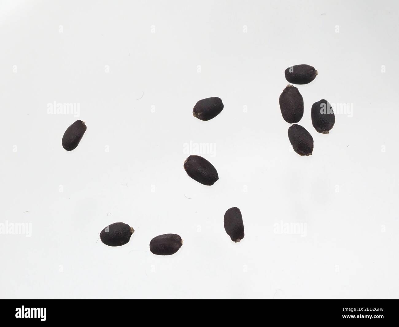 April 2020, Close Up Of Tiny Isolated Basil Seeds (Ocimum Basilicum ...