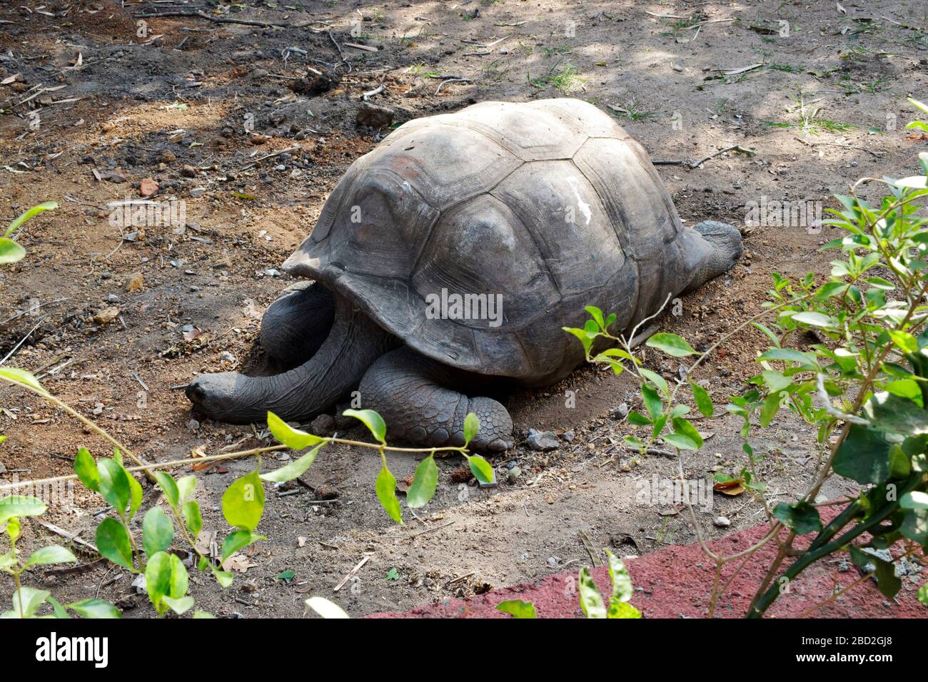 Green sea turtles shell hi-res stock photography and images - Alamy
