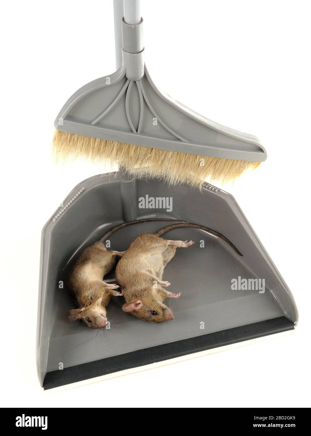 Shovel of the dead hi-res stock photography and images - Alamy