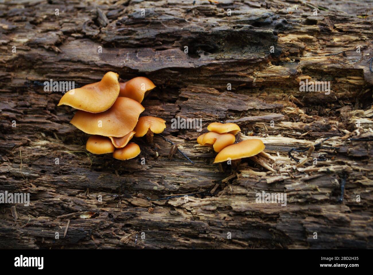 shelf fungus growing on a fallen tree in the woods Stock Photo - Alamy