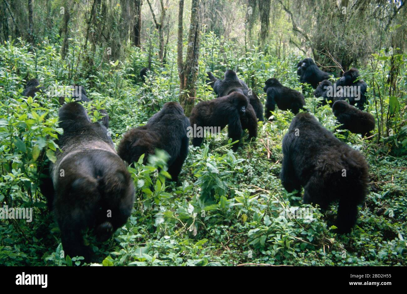 Mountain Gorilla (Gorilla gorilla beringei) group foraging, Volcanoes ...