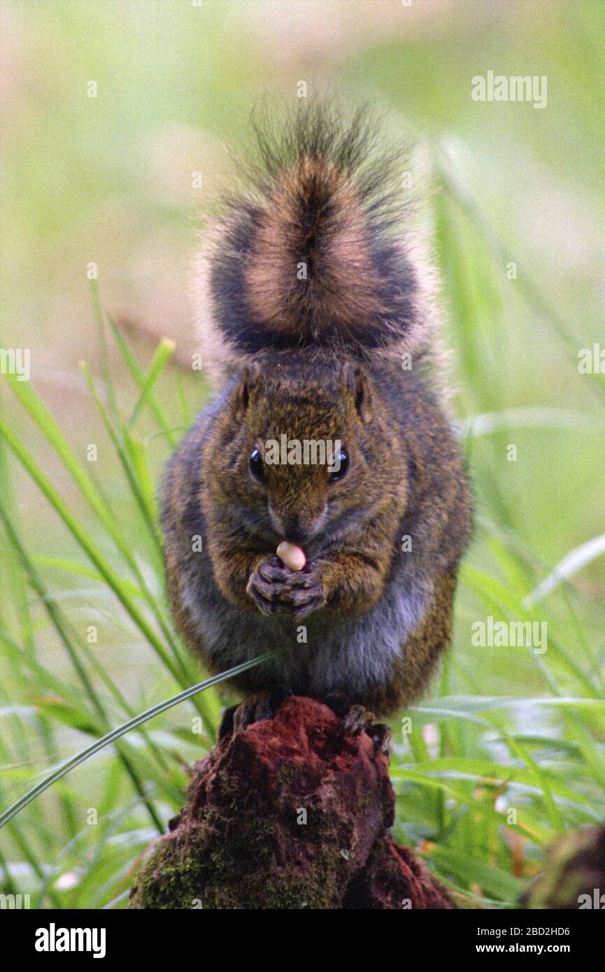 Sun Squirrel (Heliosciurus ruwenzori) Volcanoes national Park, Rwanda ...