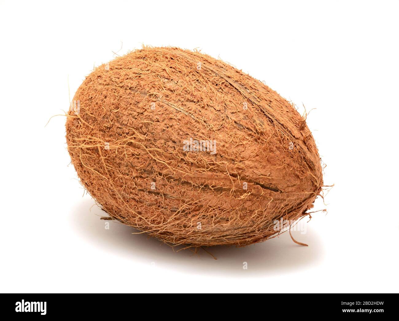 One whole coconut on white background Stock Photo - Alamy