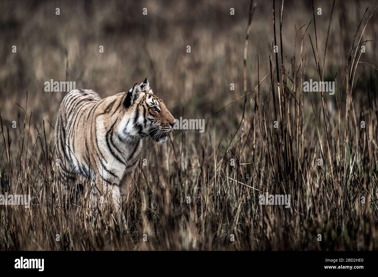 Corbett wild tiger Fine art image at Jim corbett national park or tiger ...