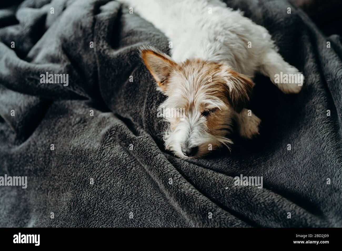 A girl with dog sleep on couch in livingroom. Person and pet together ...