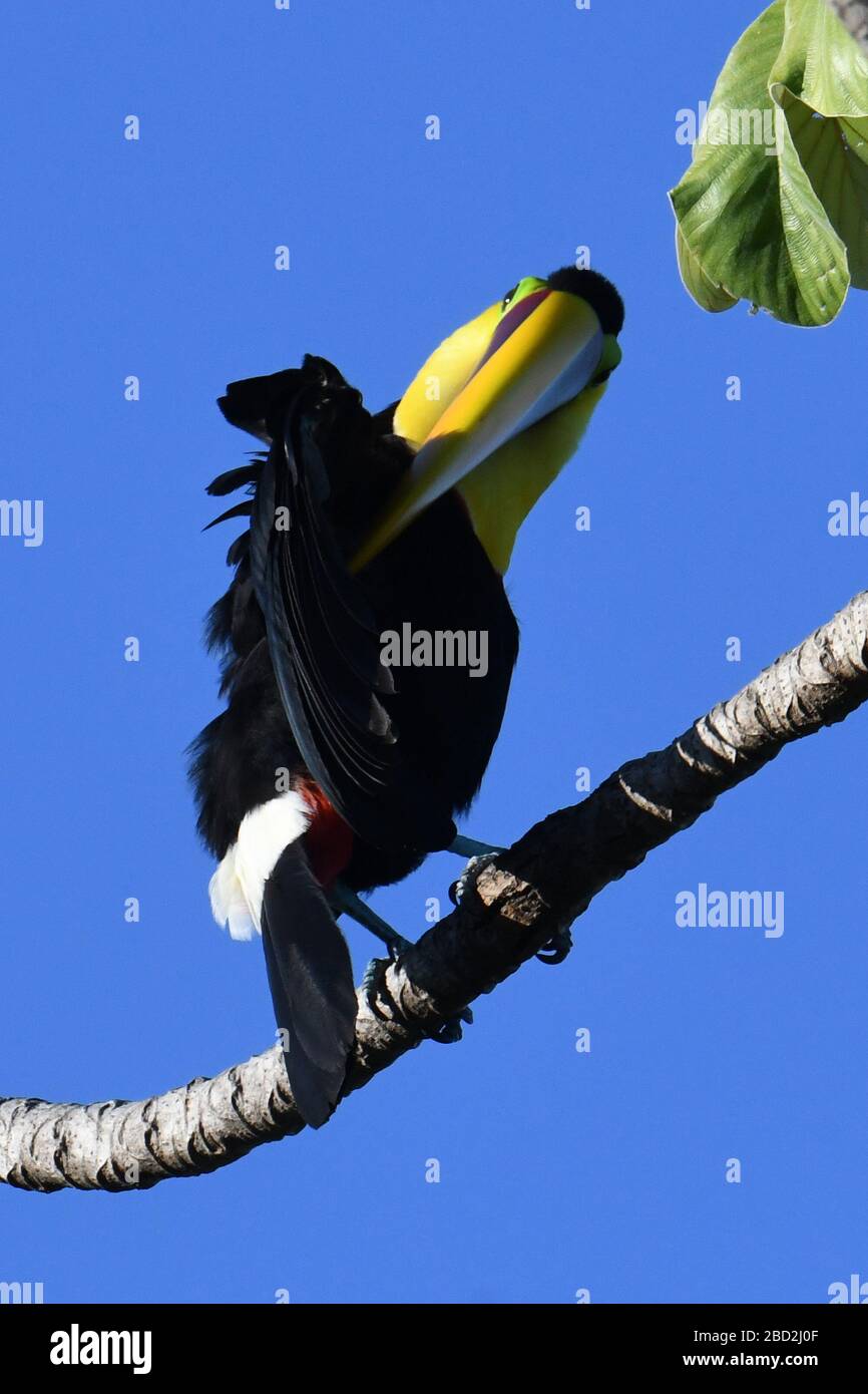 Toucan flying hi-res stock photography and images - Alamy