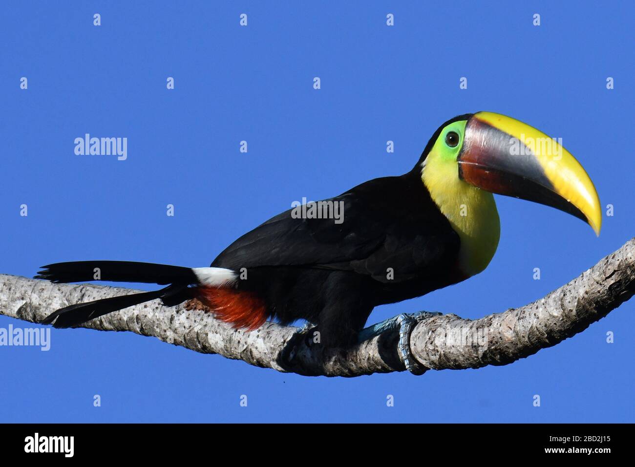 Toucan flying hi-res stock photography and images - Alamy