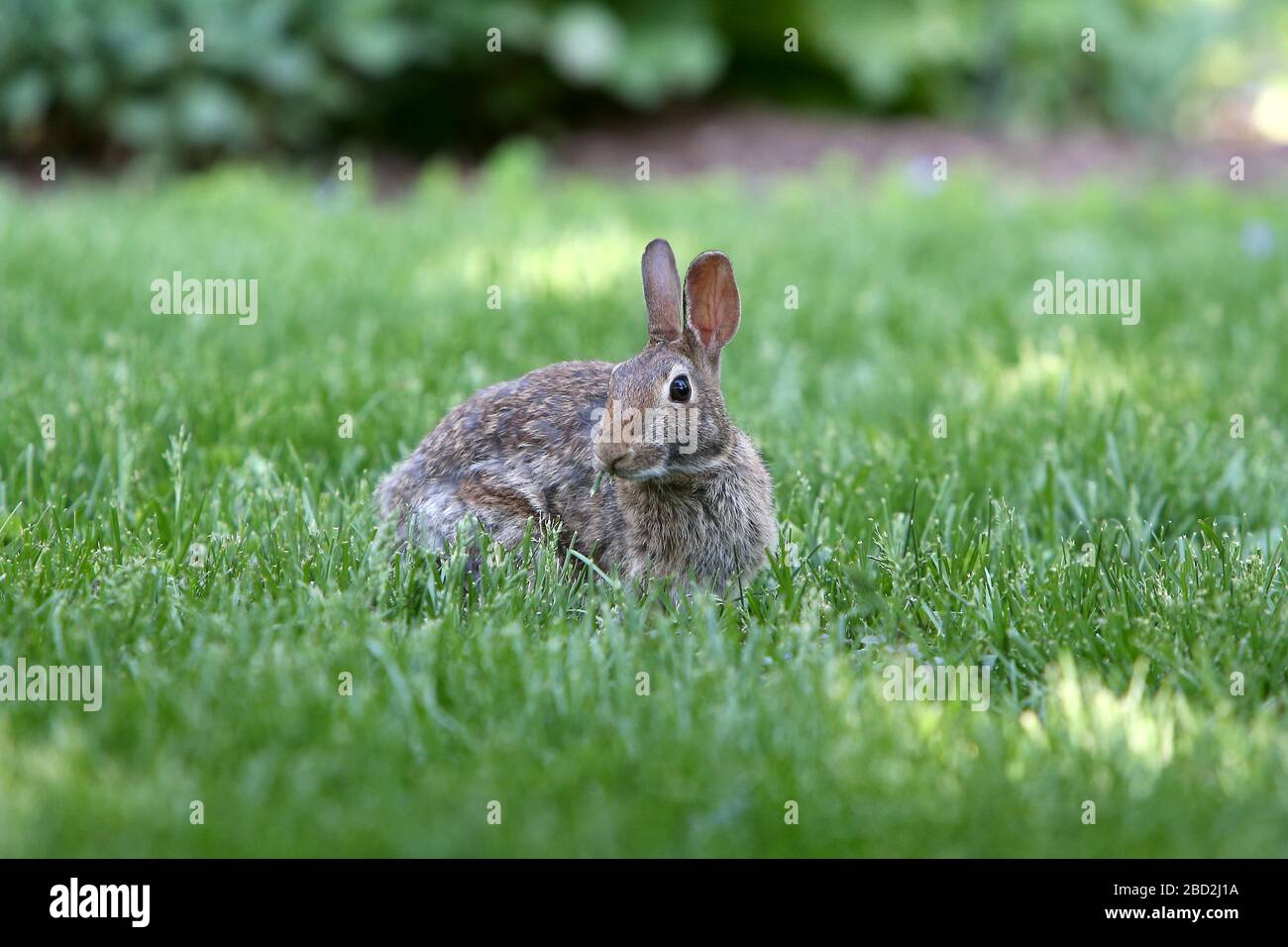 Backyard Rabbit with head turned Stock Photo - Alamy