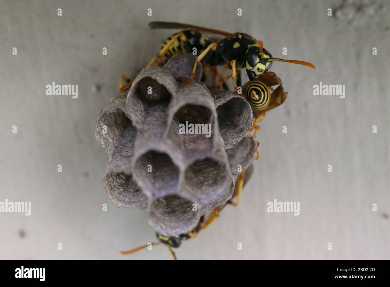 Hive of wasps hi-res stock photography and images - Alamy