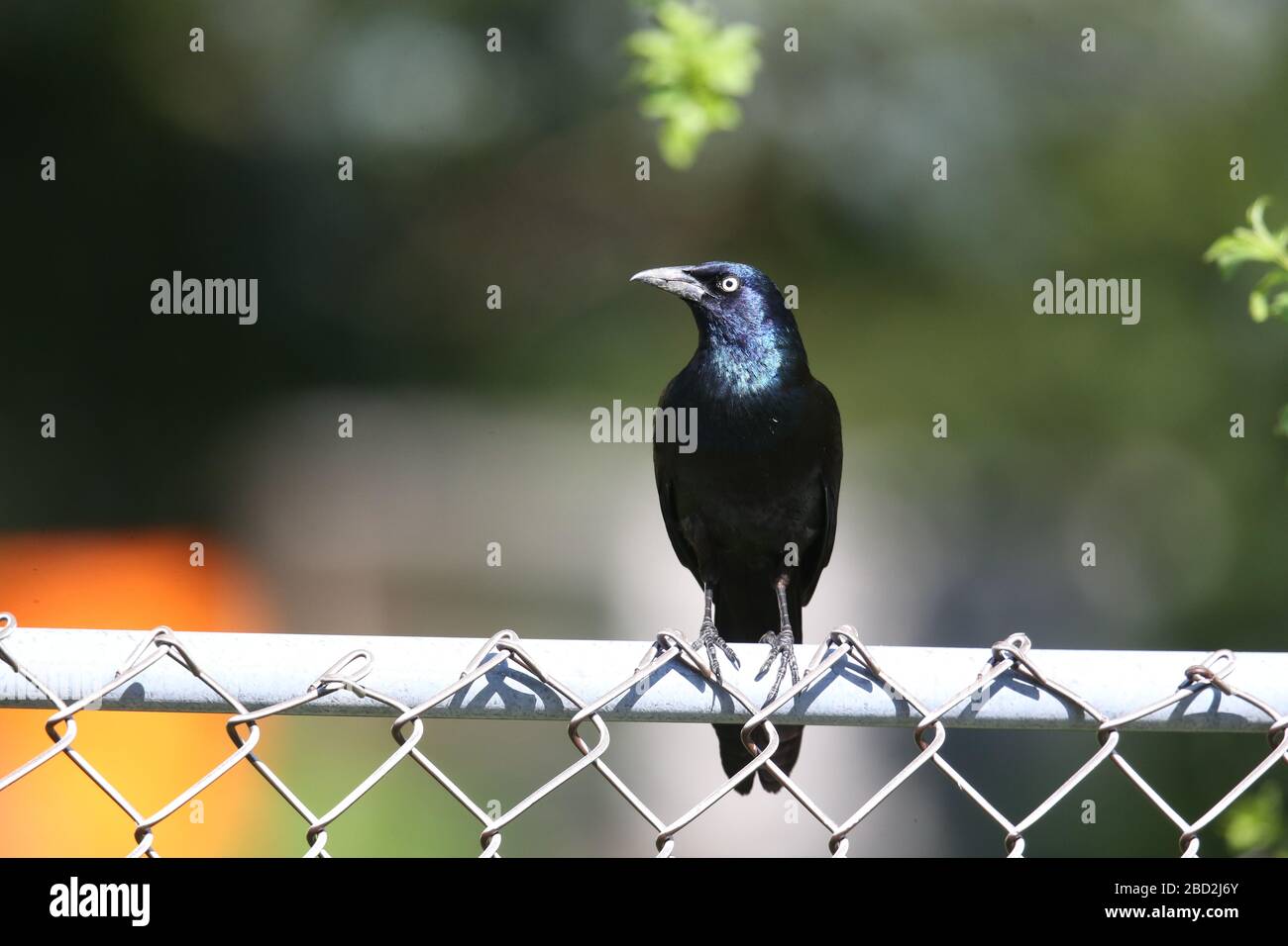 Grackles hi-res stock photography and images - Alamy