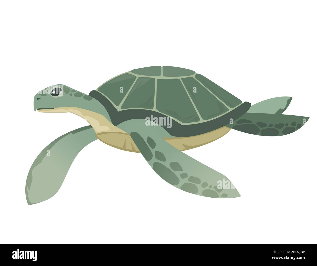 Turtle Cartoon High Resolution Stock Photography and Images - Alamy