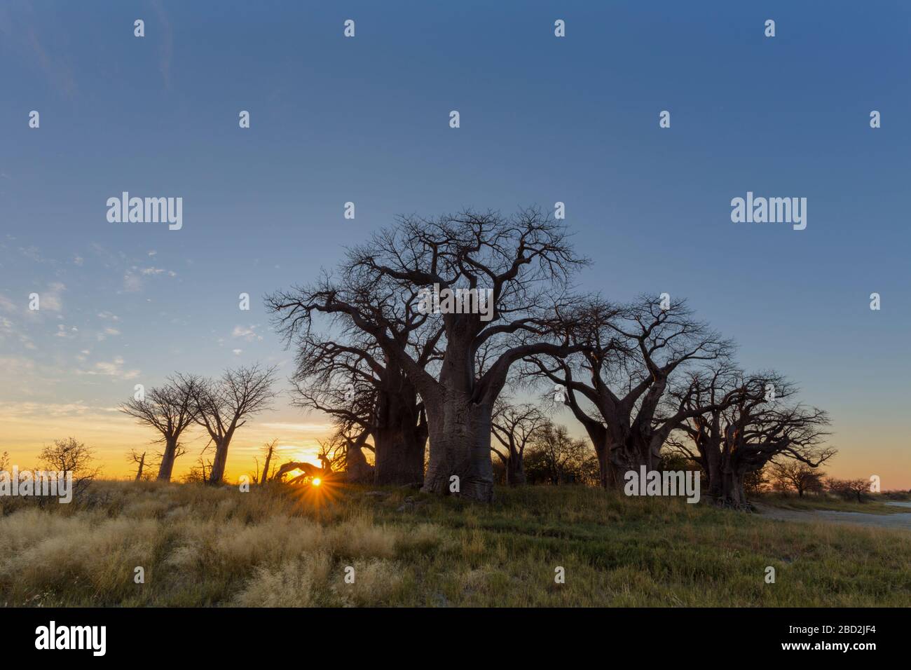 Baines baobabs trees botswana hi-res stock photography and images - Alamy
