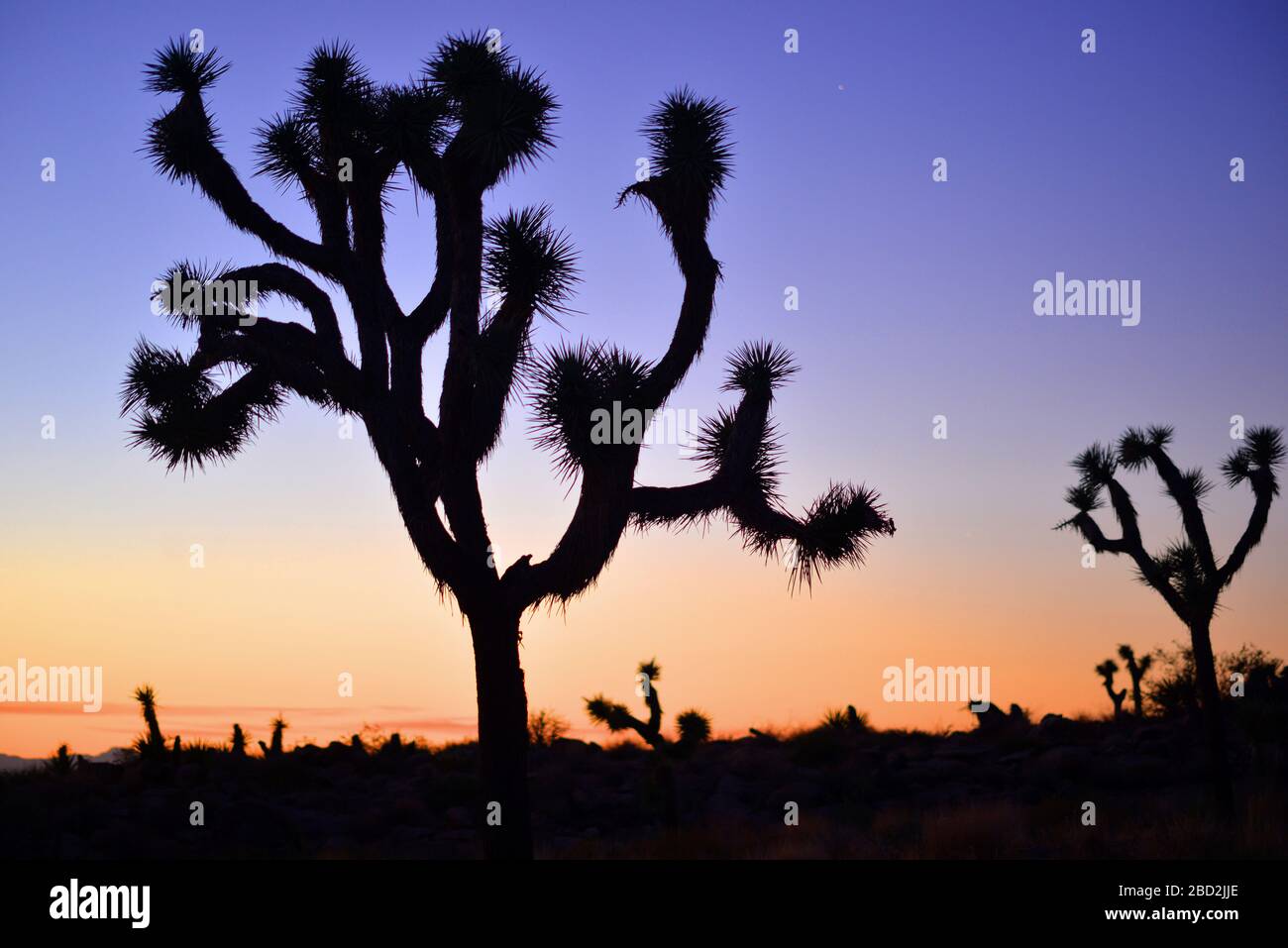 Silhouettes joshua tree hi-res stock photography and images - Alamy
