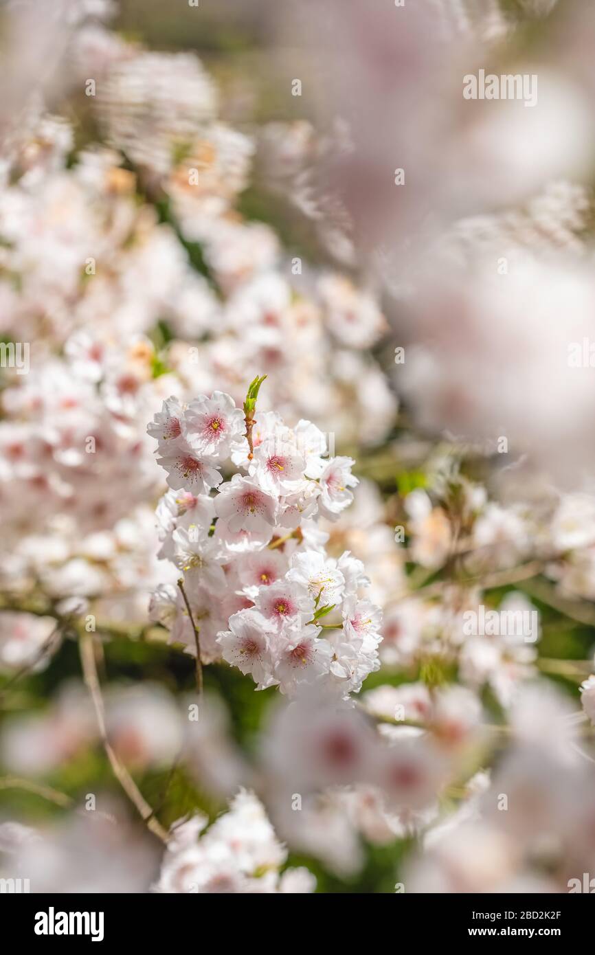 Blooming white sakura cherry blossom flowers close-up Stock Photo - Alamy