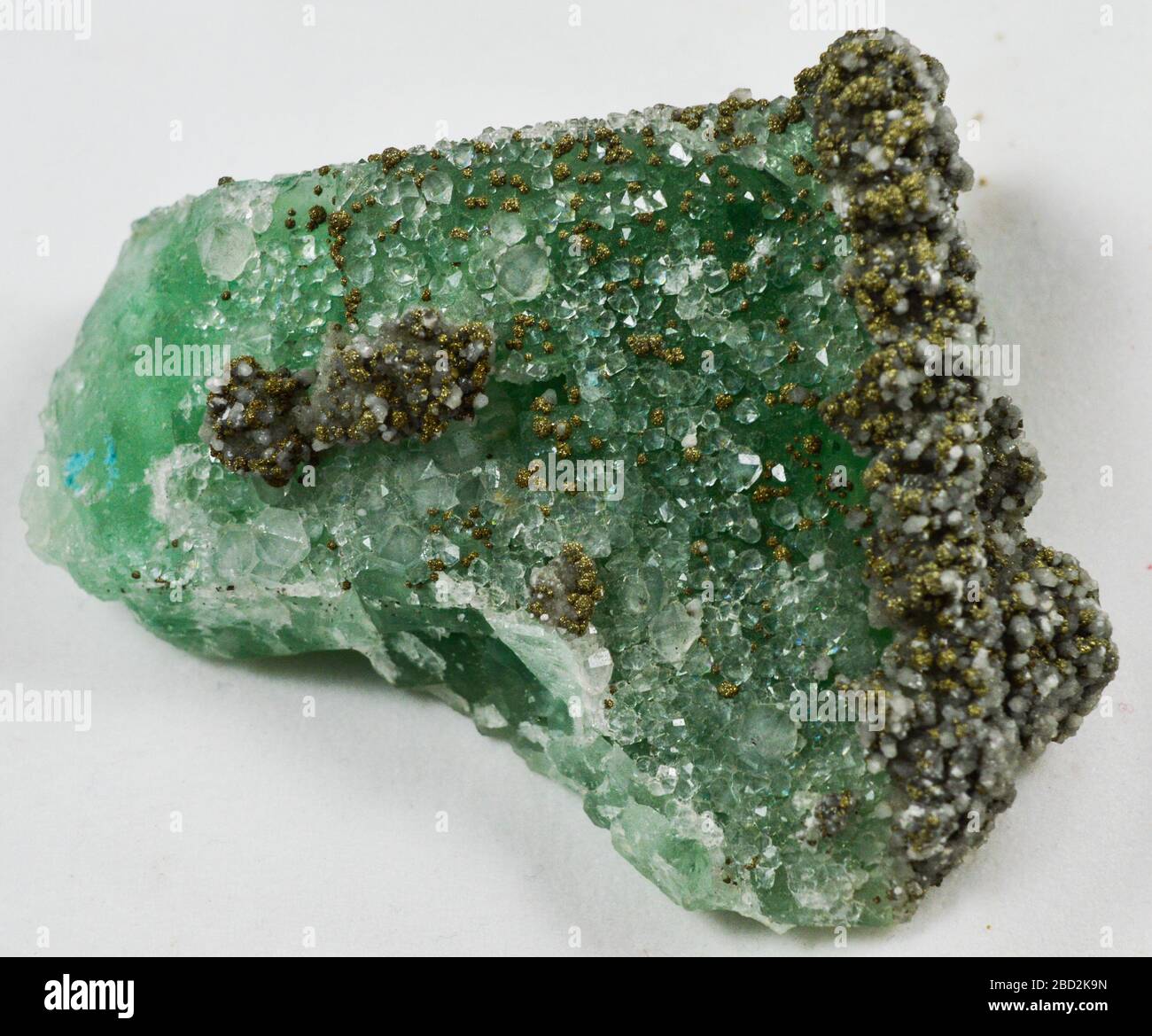 Healthy specimen hi-res stock photography and images - Alamy