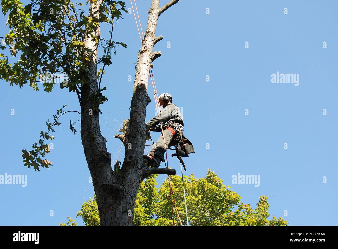Cutting a tree, tree climber is working outdoor with a saw Stock Photo ...