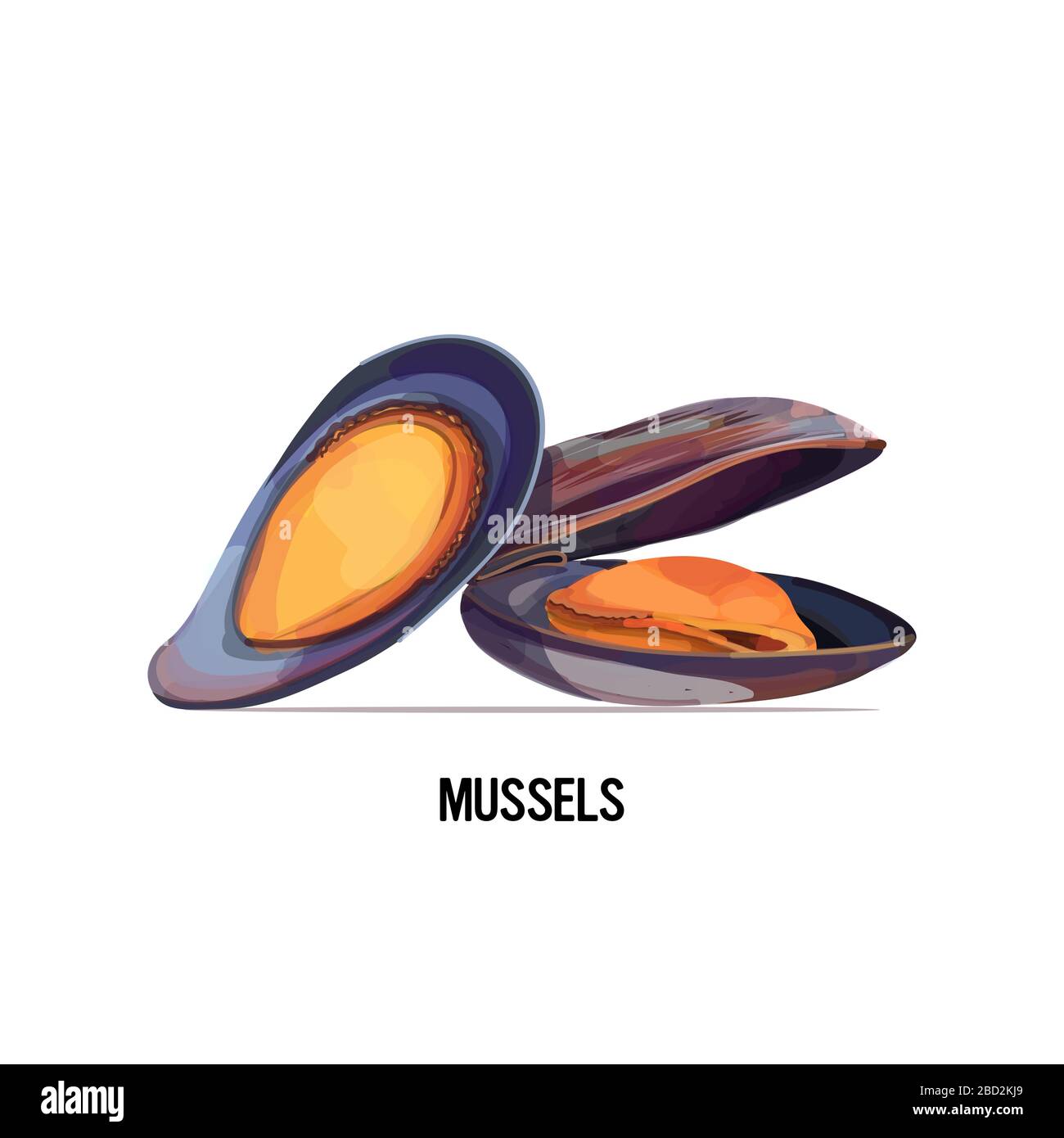delicious seafood mussels in shell isolated on white background vector ...