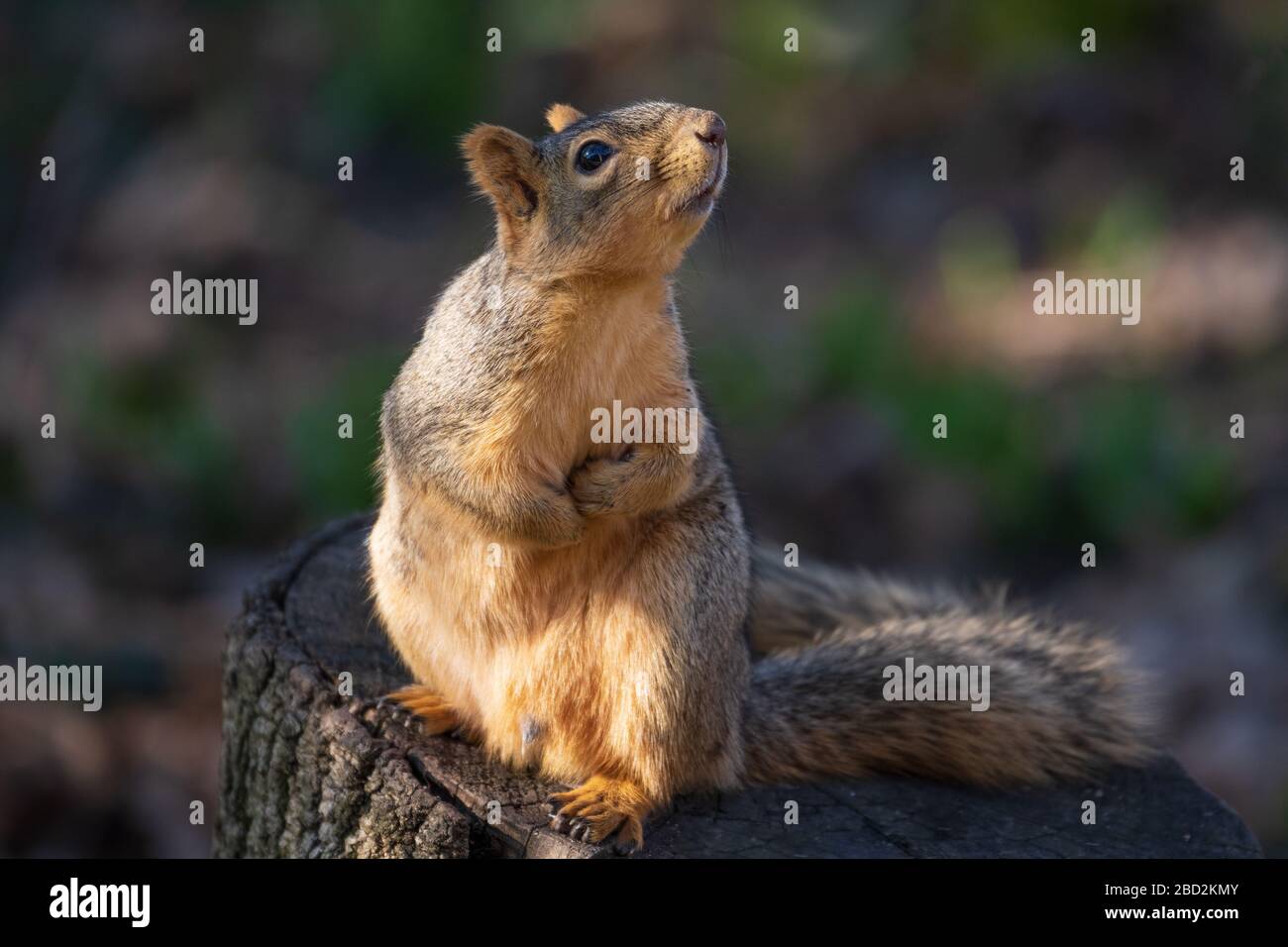 Fox attacking bird hi-res stock photography and images - Alamy