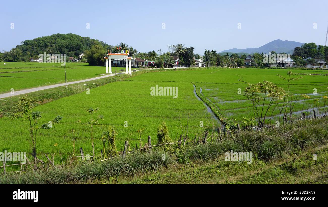 rural landscape with huge rice fields near hue Stock Photo - Alamy
