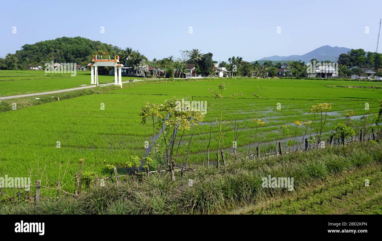 rural landscape with huge rice fields near hue Stock Photo - Alamy