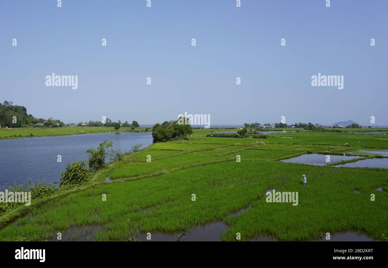 large rice fields around hue in vietnam Stock Photo - Alamy